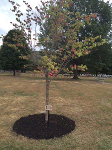 Memorial Tree Plaques | Tree dedication plaques - All Star Bronze